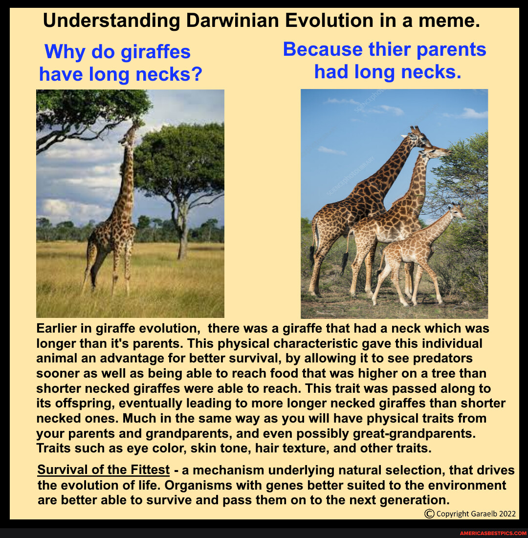 Understanding Darwinian Evolution in a meme. Why do giraffes Because ...