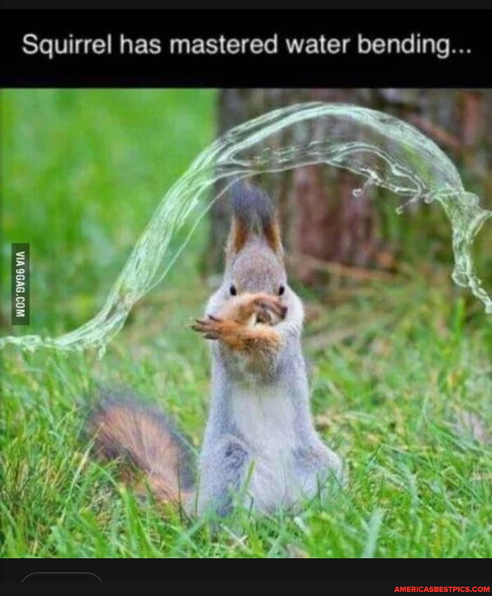 Squirrel has mastered water bending... - America’s best pics and videos