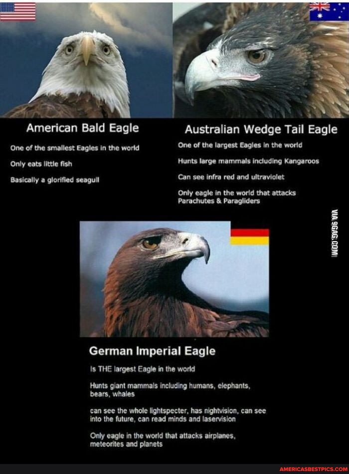 American Bald Eagle Australian Wedge Tail Eagle 'One of the smallest ...