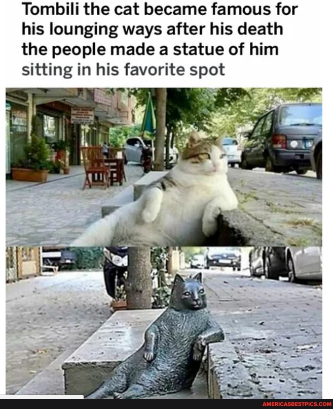 Tombili the cat became famous for his lounging ways after his death the ...