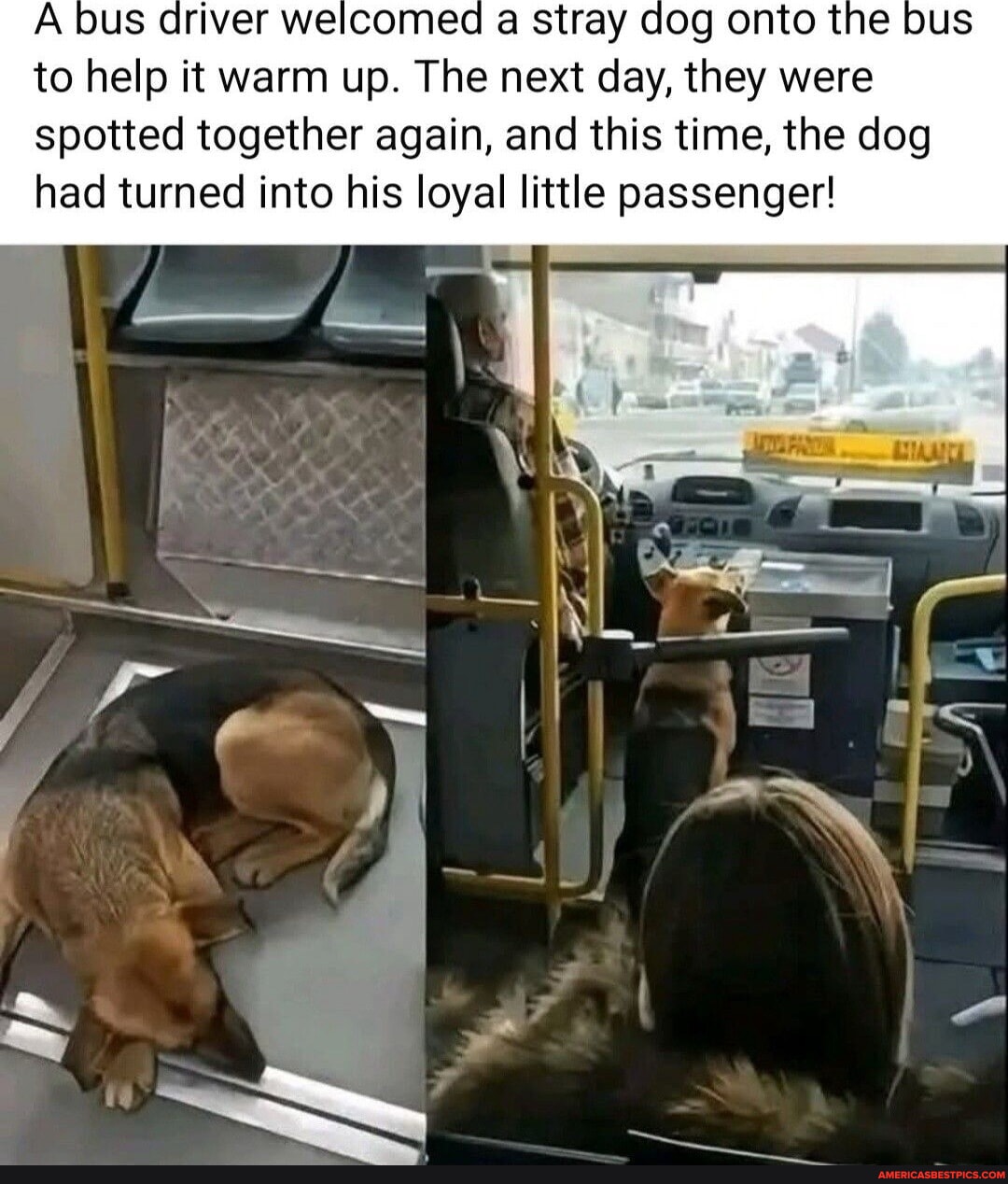 Driver welcomed a stray dog onto the bus to help it warm up. The next ...