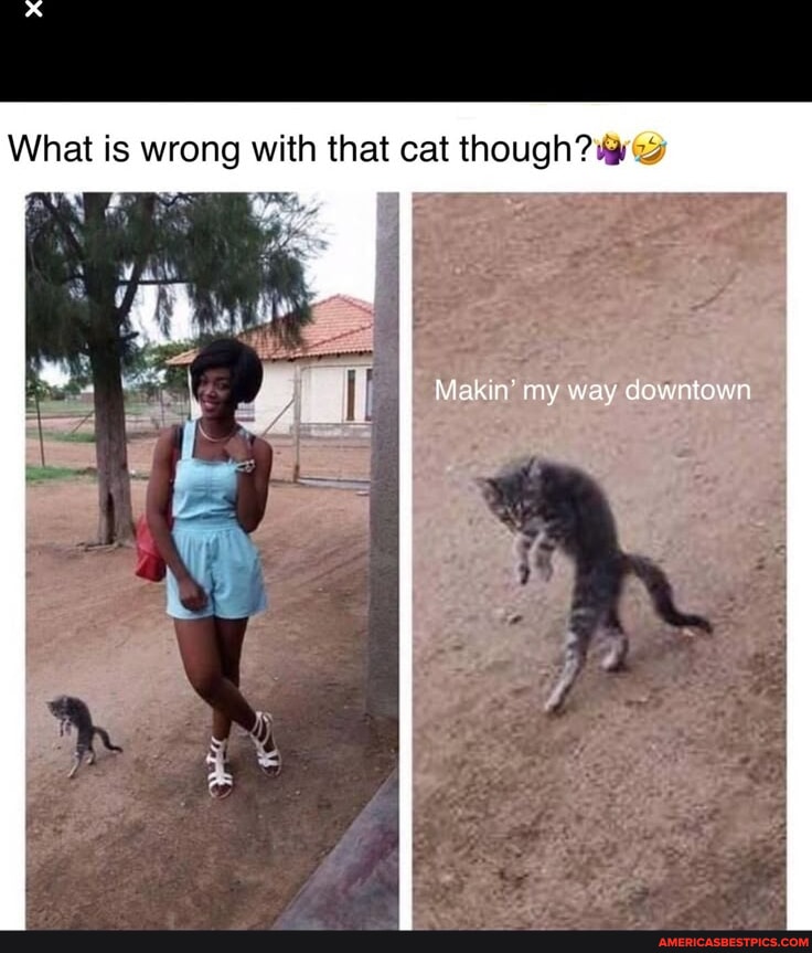 What is wrong with that cat though Makin' my way downtown - America’s ...