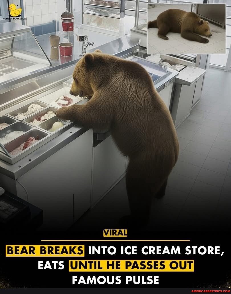 VIRAL BEAR BREAKS) INTO ICE CREAM STORE, EATS HE PASSES OUT FAMOUS ...