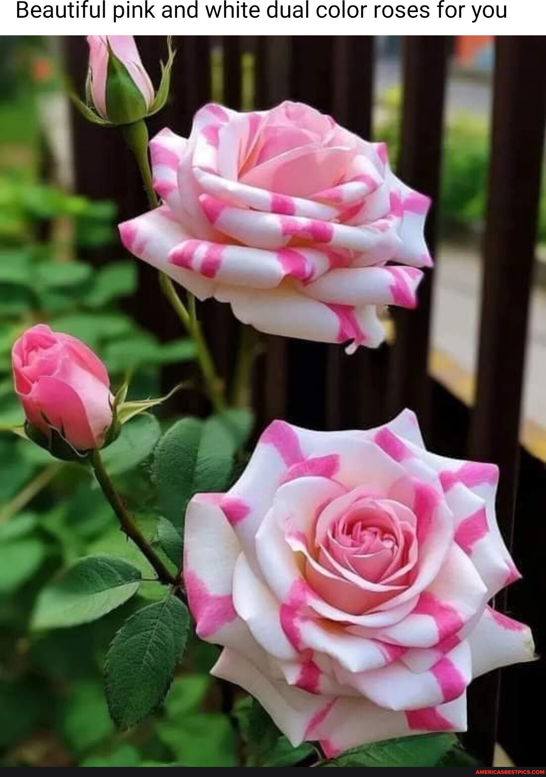 Beautiful pink and white dual color roses for you - America’s best pics ...