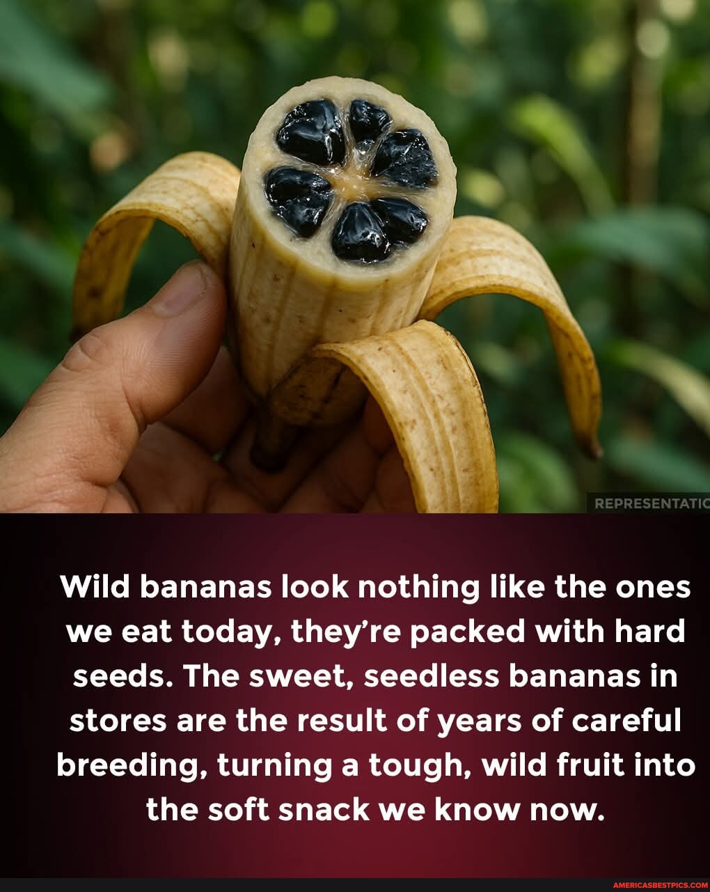 REPRESENTATIC Wild bananas look nothing like the ones we eat today ...