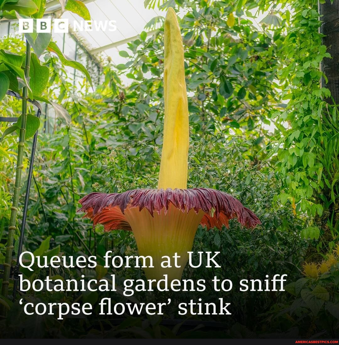 "A magnificent sight and disgusting stench." 👃 🌺 Queues of visitors ...
