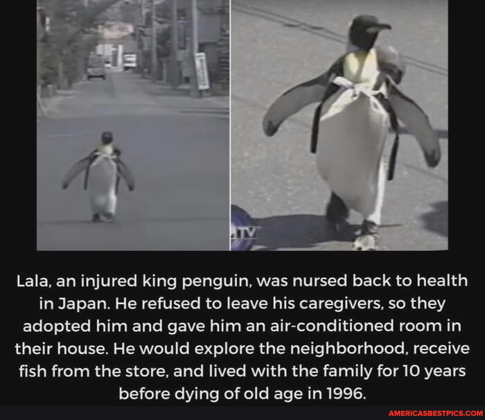 Lala, an injured king penguin, was nursed back to health in Japan. He ...