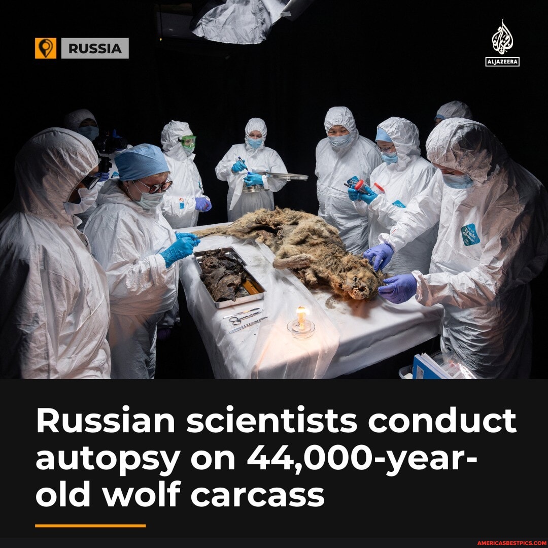 Russian scientists are performing an autopsy on a wolf frozen in ...