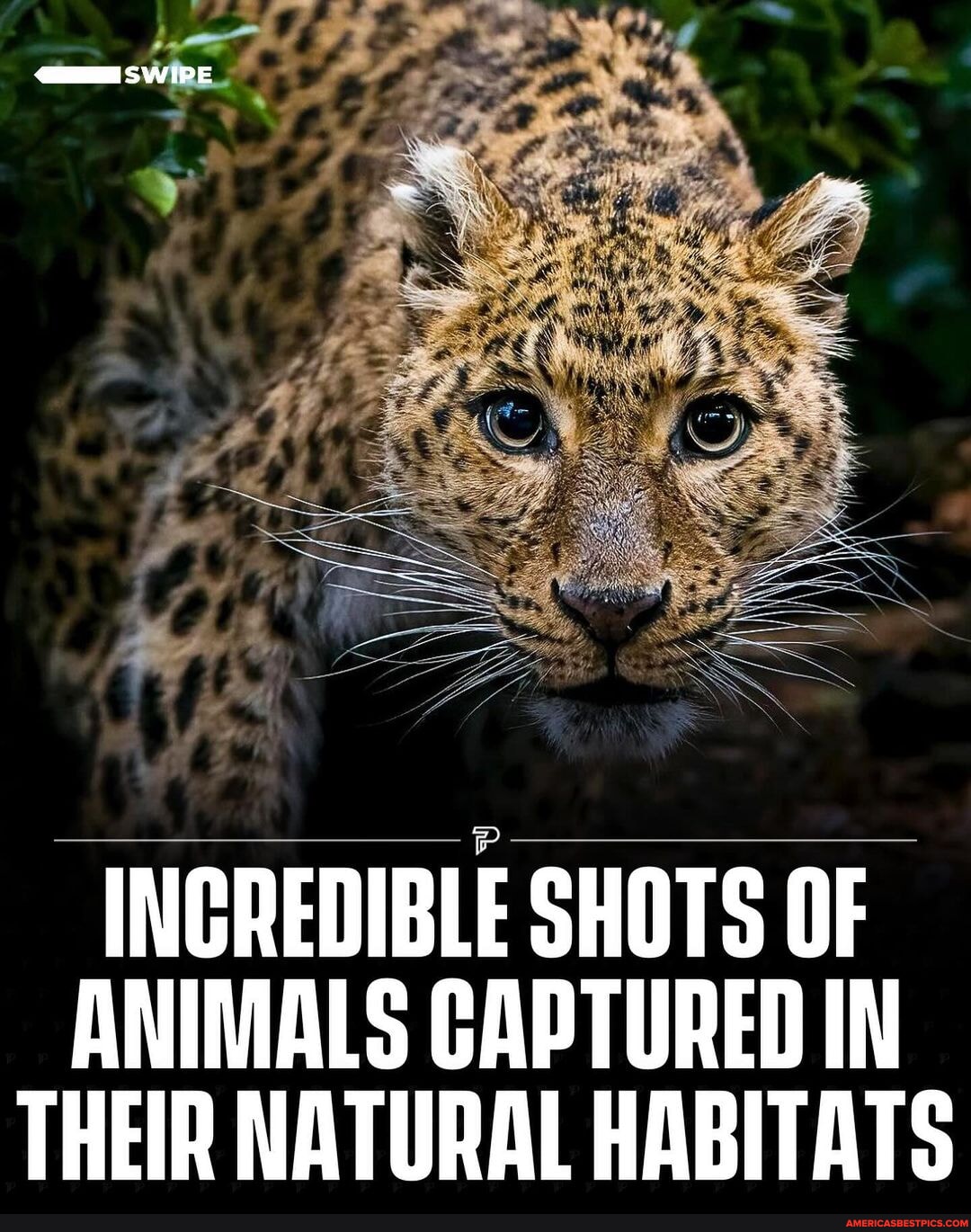 Swipe ️ To view breathtaking photographs showcasing animals in their ...