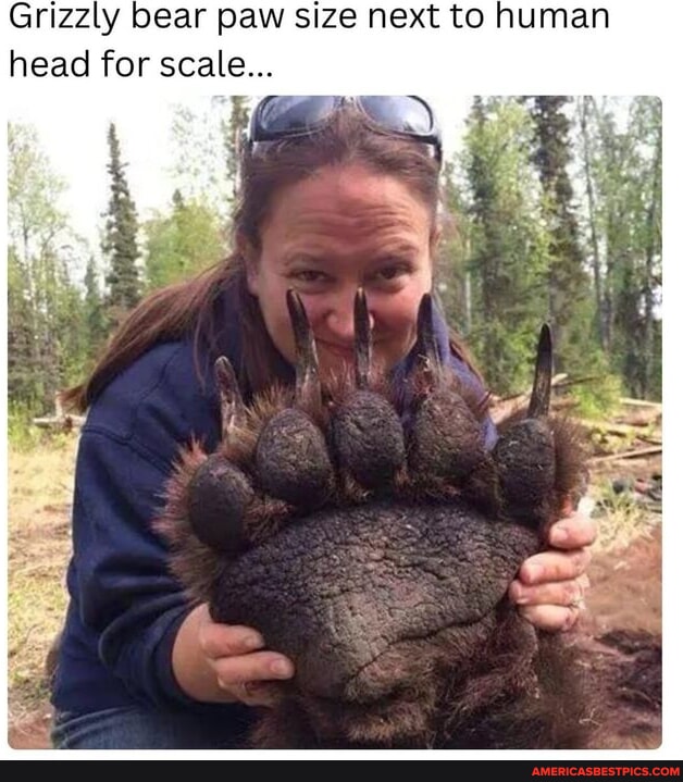 Grizzly bear paw size next to human head for scale... - America’s best ...