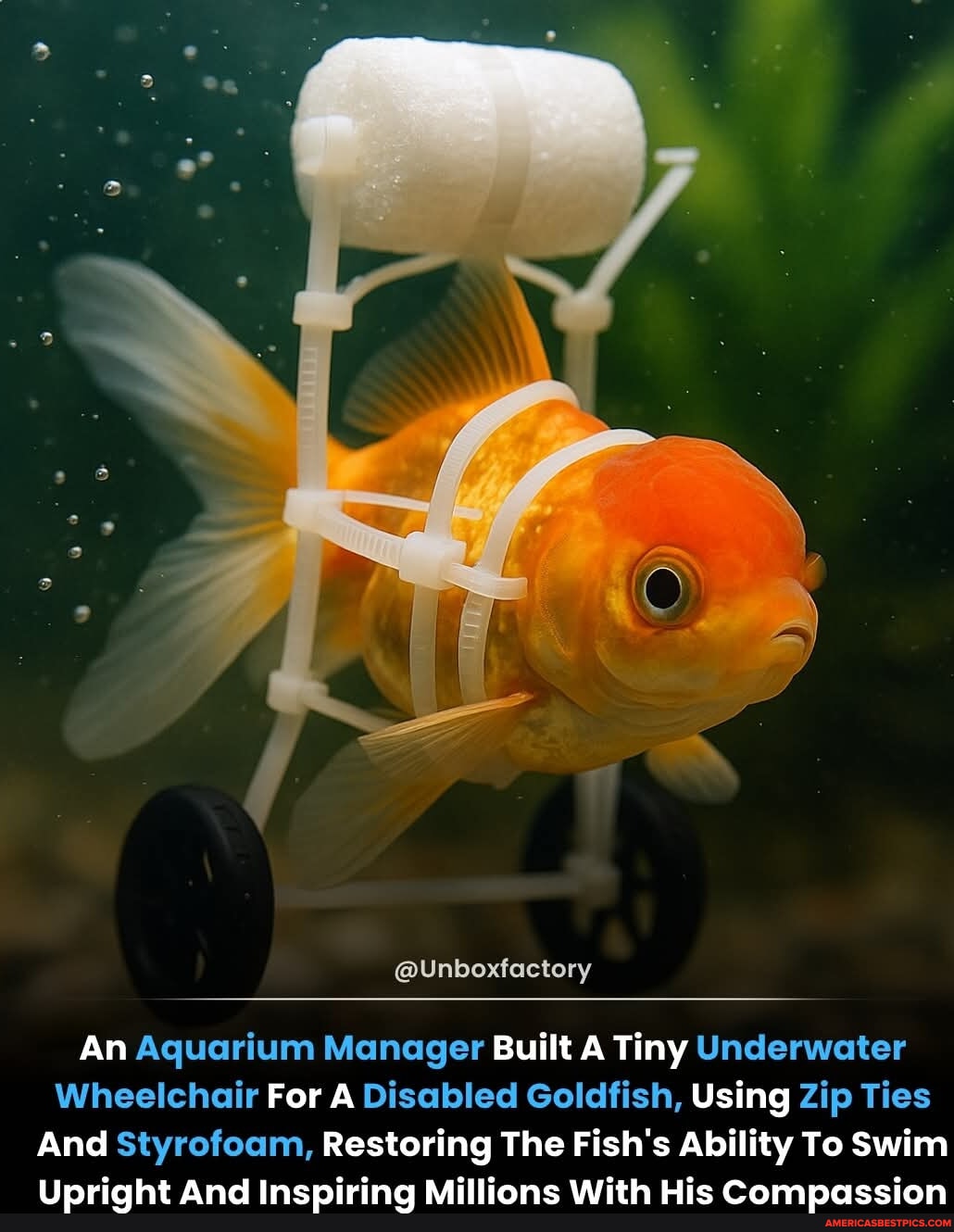 @Unboxfactory An Aquarium Manager Built A Tiny Underwater Wheelchair ...