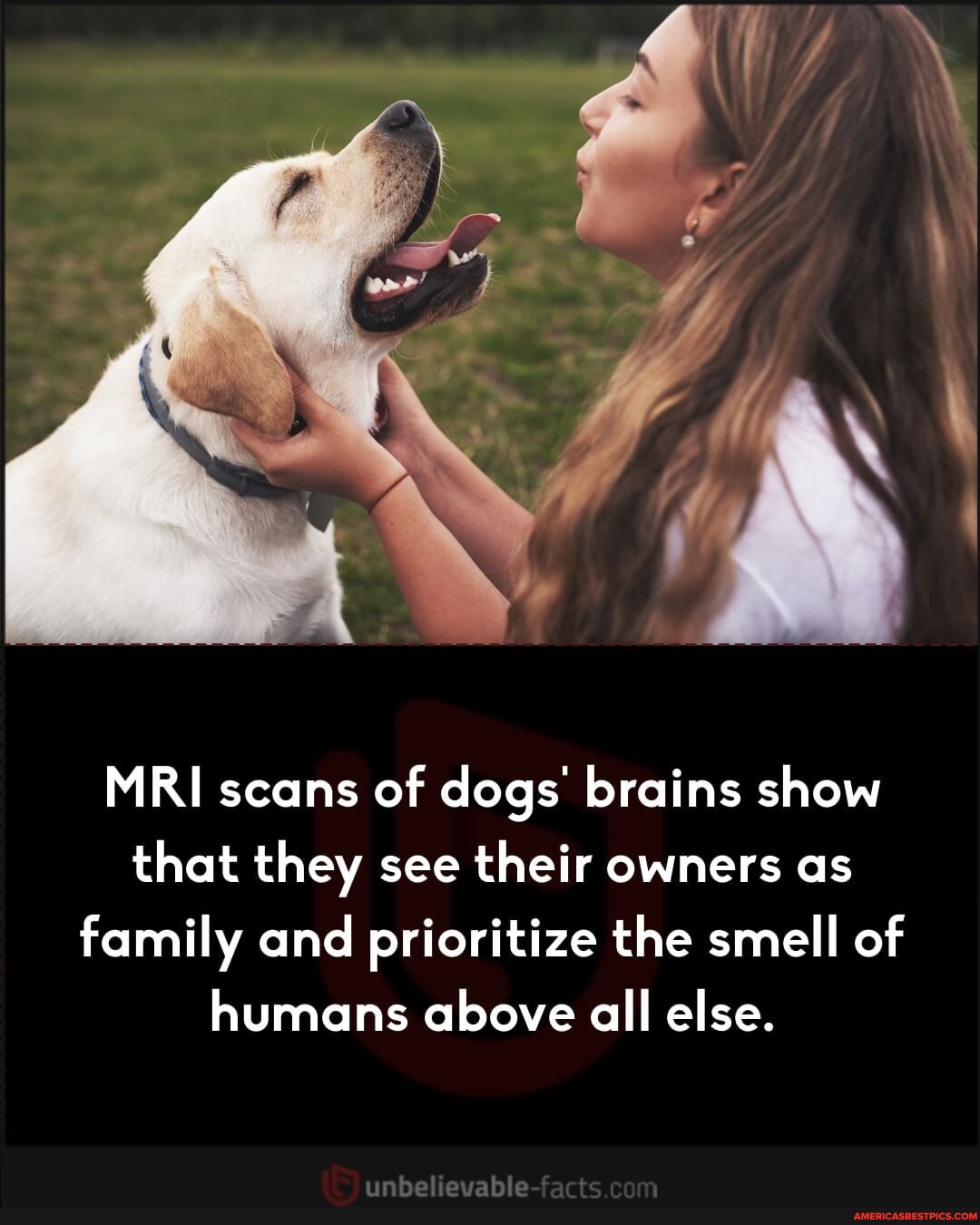 N/A - MRI scans of dogs' brains show that they see their owners as ...