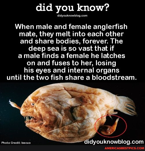 Did you know? When male and female anglerfish mate, they melt into each ...