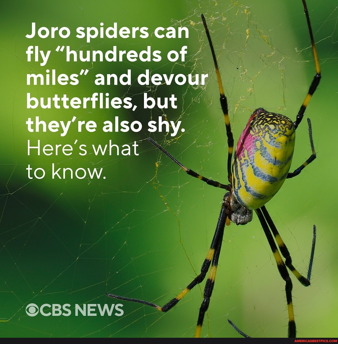 You may have heard about some notsoitsybitsy venomous flying spiders ...