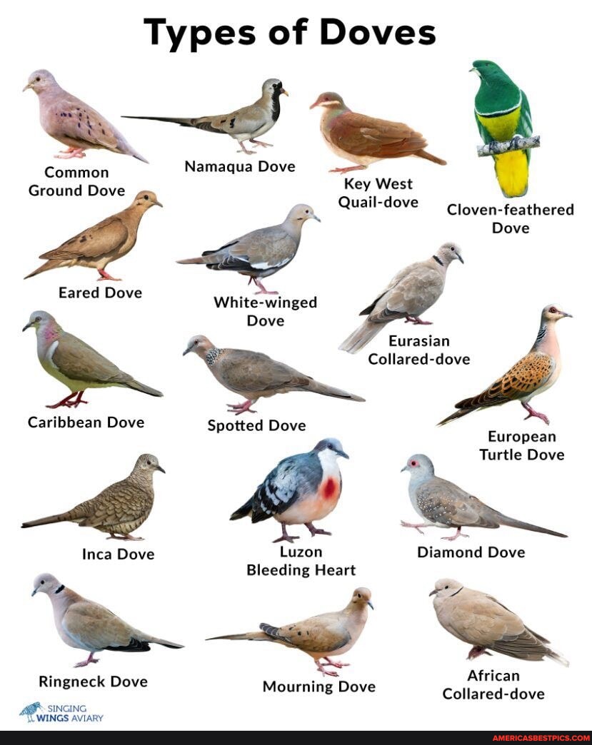 Types of Doves Common Namaqua Dove Ground Dove Key West Quall-dove ...