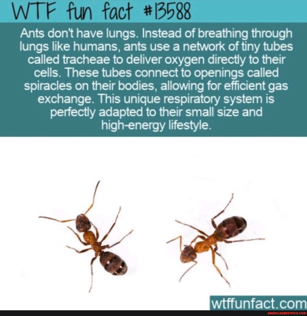 Ants don't have lungs. Instead of breathing through lungs like humans ...