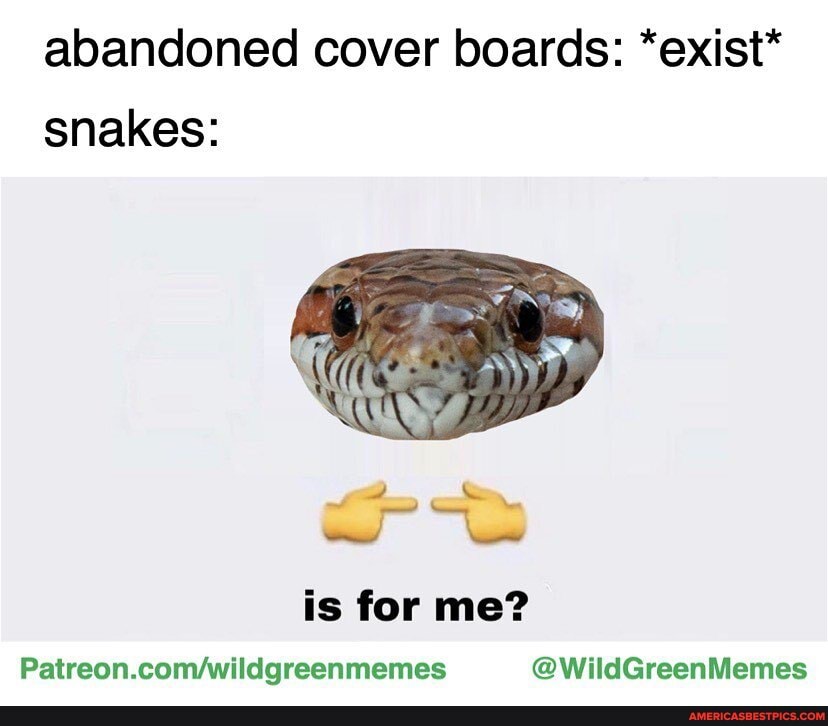 🥺 Meme credit: @beingevolved - abandoned cover boards: *exist* snakes ...