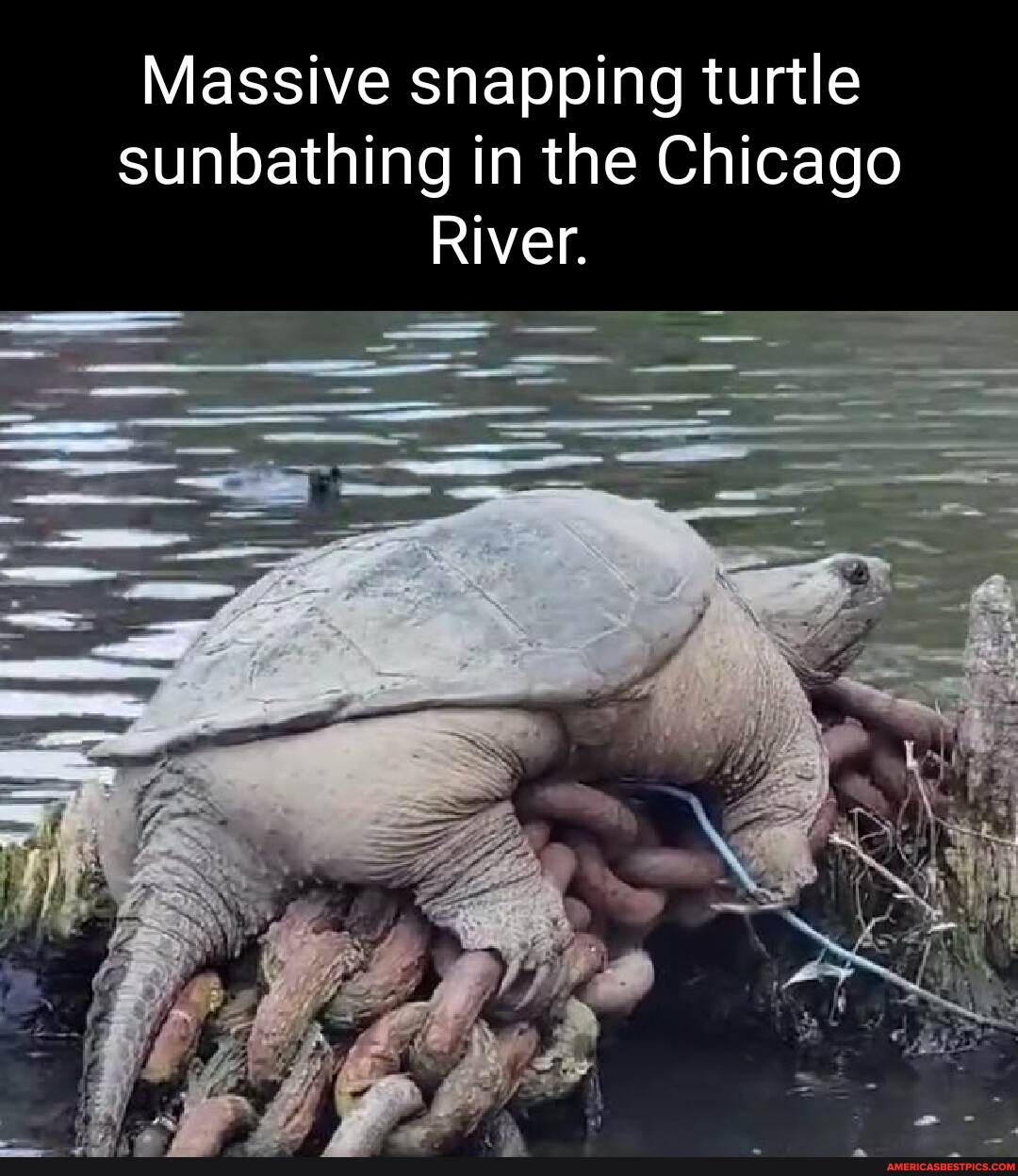 River. Massive snapping turtle sunbathing in the Chicago he - America’s best pics and videos