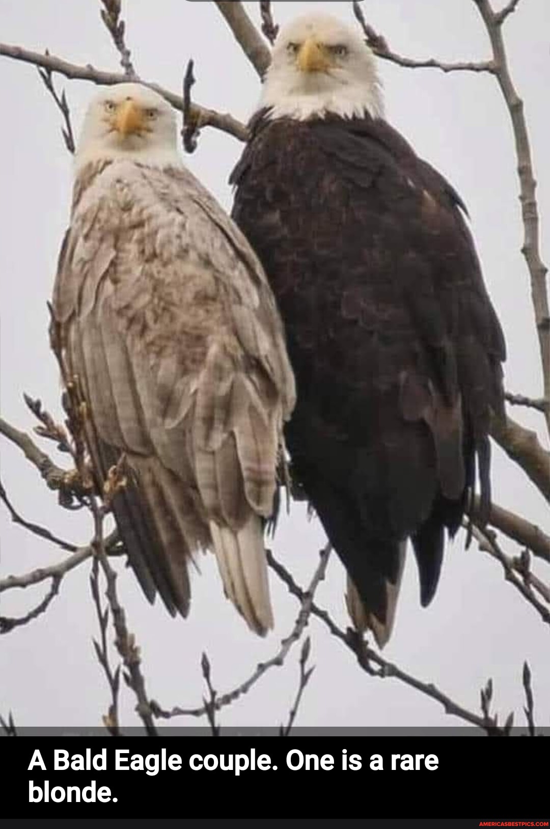 A Bald Eagle couple. One is a rare blonde. - America’s best pics and videos