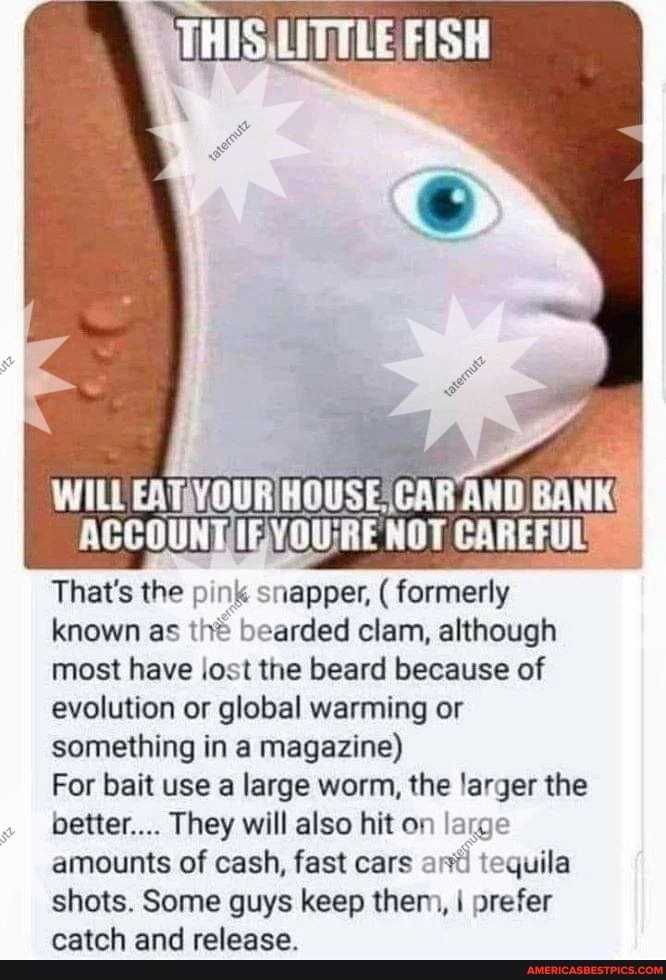 THIS LITTLE FIS That's the pink snapper, ( formerly known as the ...