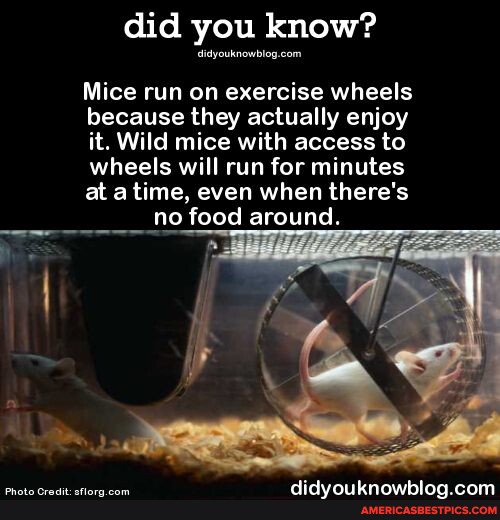 Did you know? Mice run on exercise wheels because they actually enjoy ...