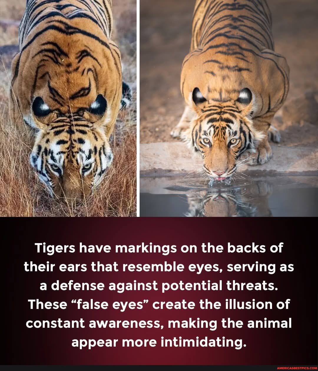 Tigers have markings on the backs of their ears that resemble eyes ...