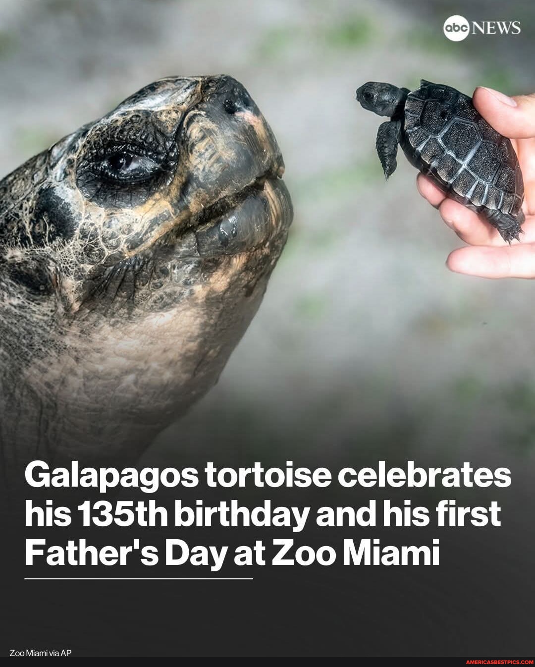 NEWS Galapagos tortoise celebrates his 135th birthday and his first ...