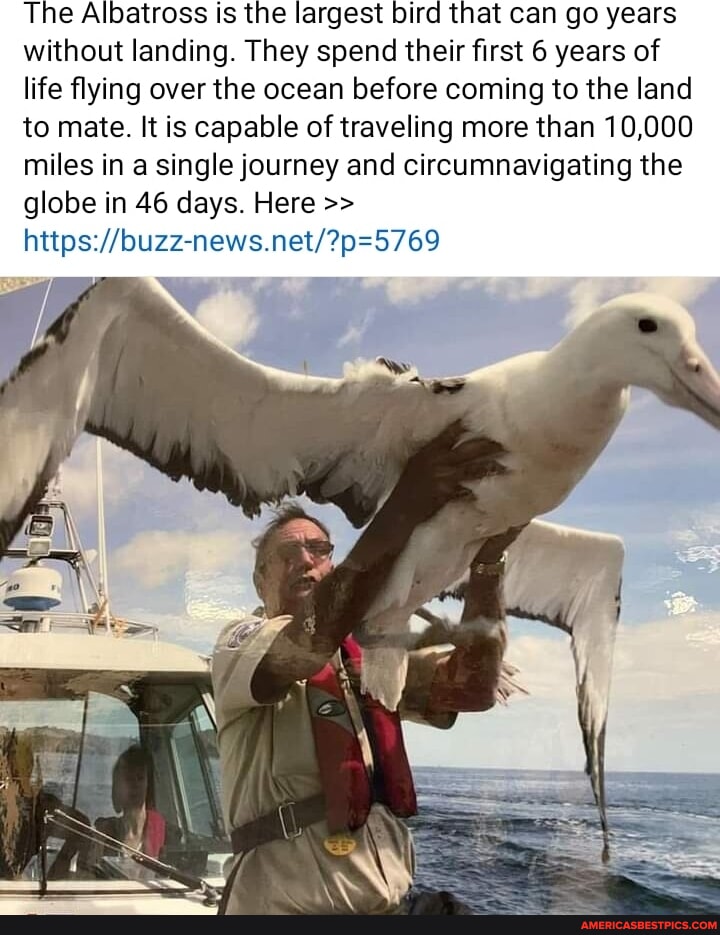 The Albatross is the largest bird that can go years without landing ...