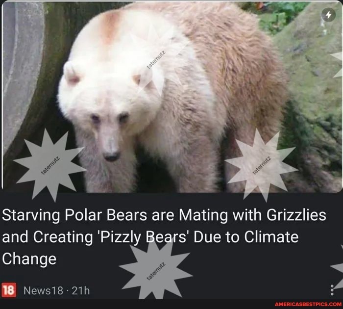 Starving Polar Bears are Mating with Grizzlies and Creating 'Pizzly ...