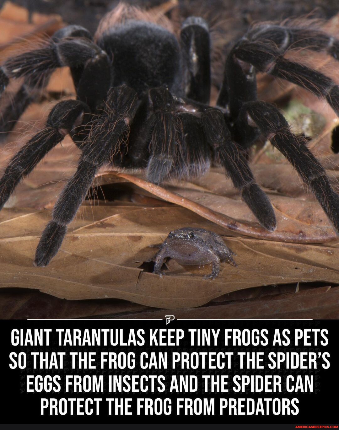 Some younger spiders hunt the humming frog but end up not eating it. A ...