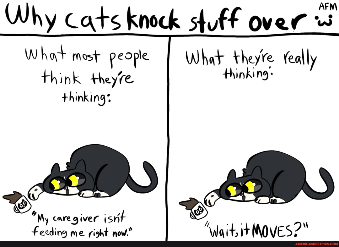 This cat in the drawing is my cat (Bluey, a female Domestic Shorthair ...