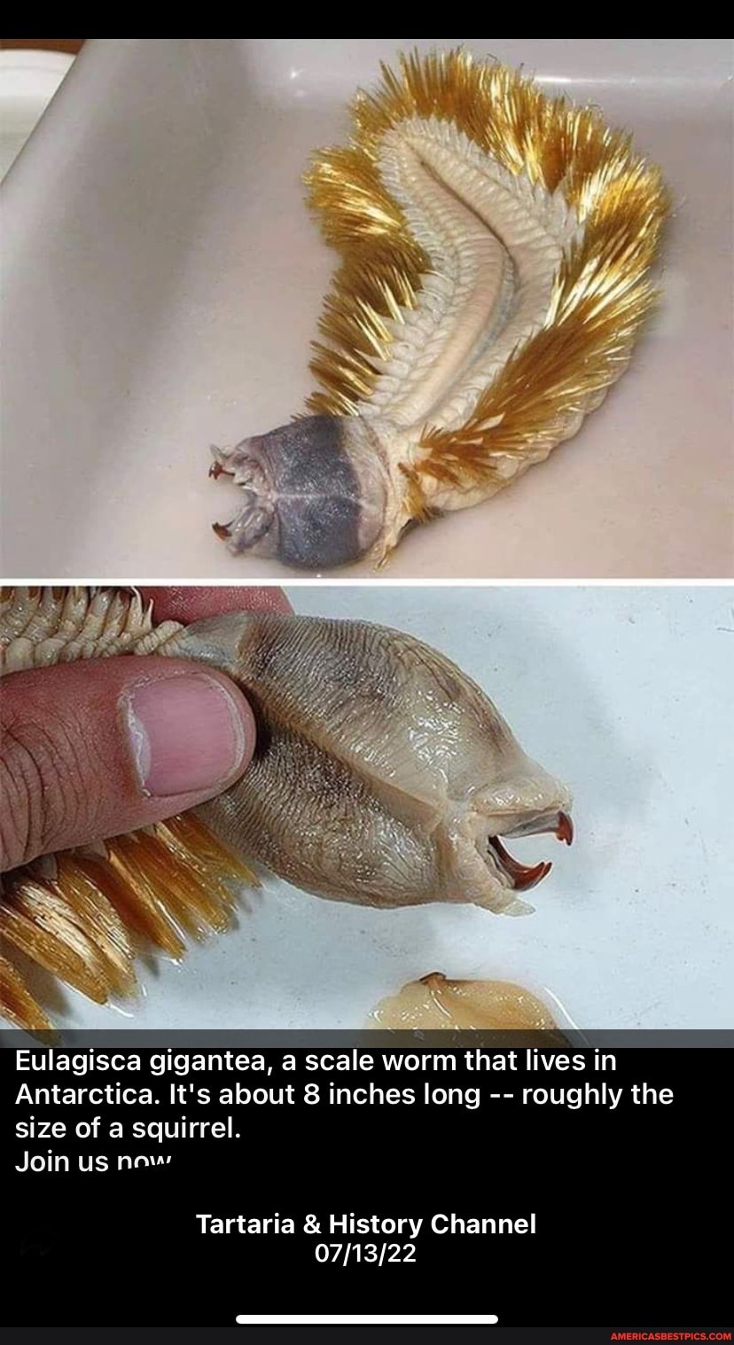 Eulagisca gigantea, a scale worm that lives in Antarctica. It's about 8 ...