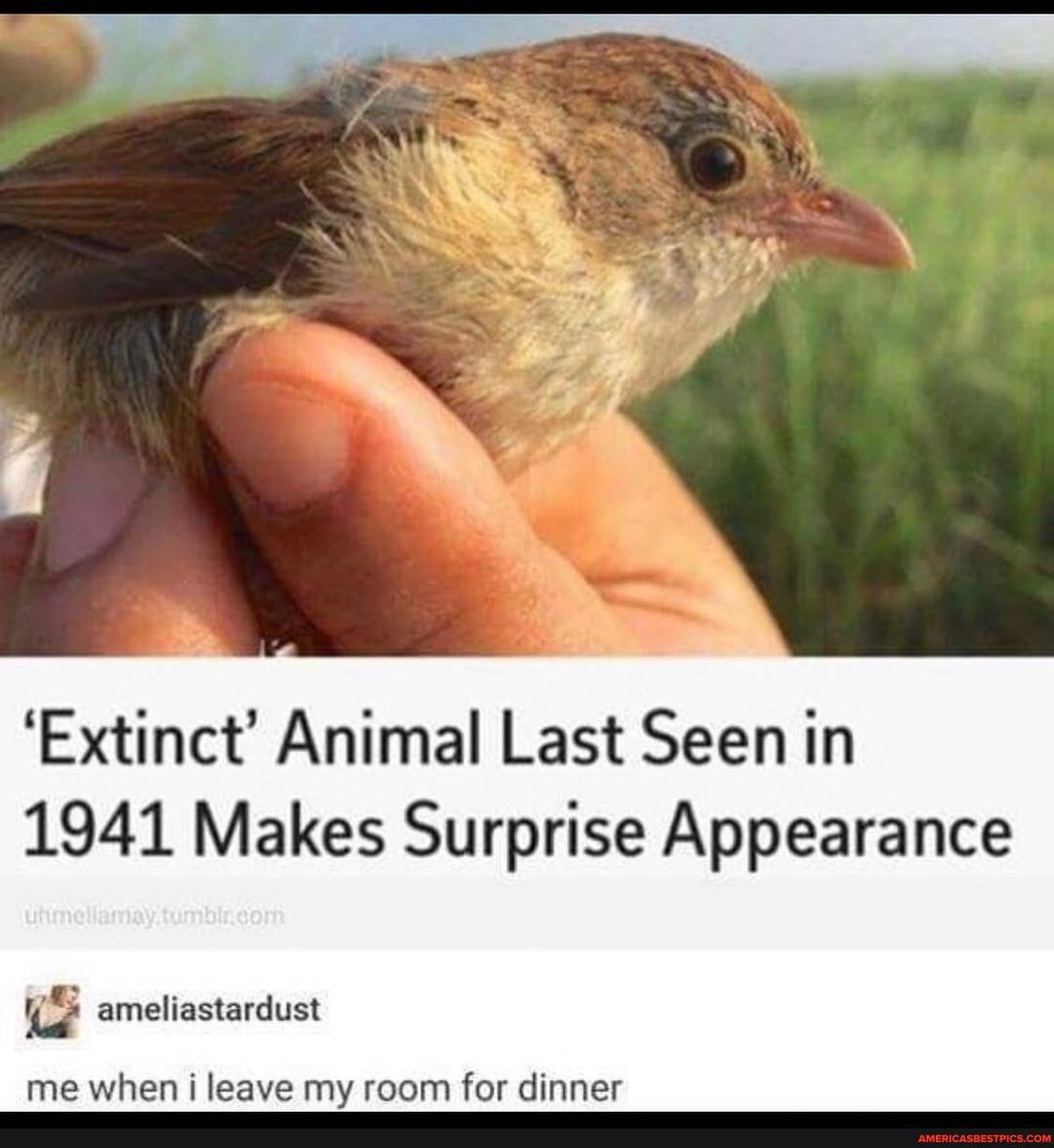 'Extinct' Animal Last Seen in 1941 Makes Surprise Appearance me when i ...