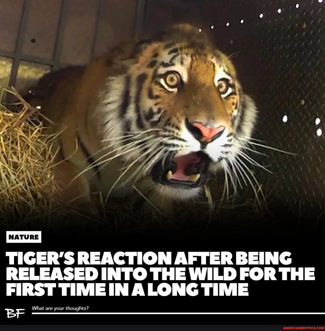 A Siberian tiger was in shock after being freed into the wild 🐯 ...