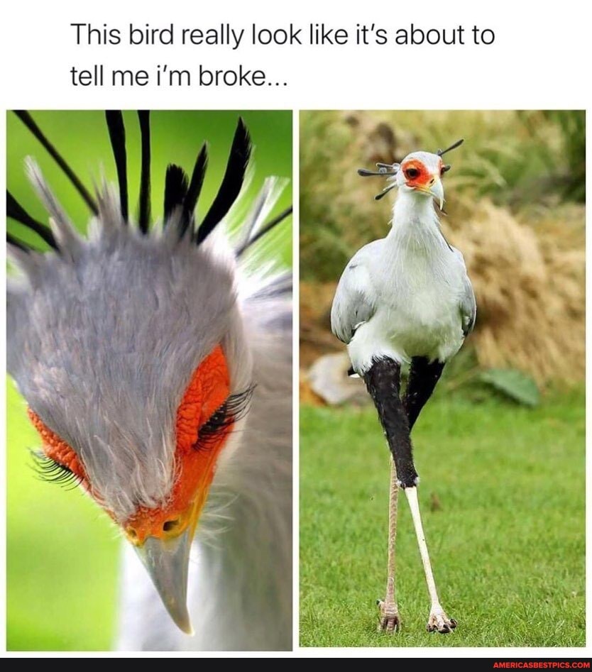 This bird really look like it's about to tell me i'm broke... - America ...