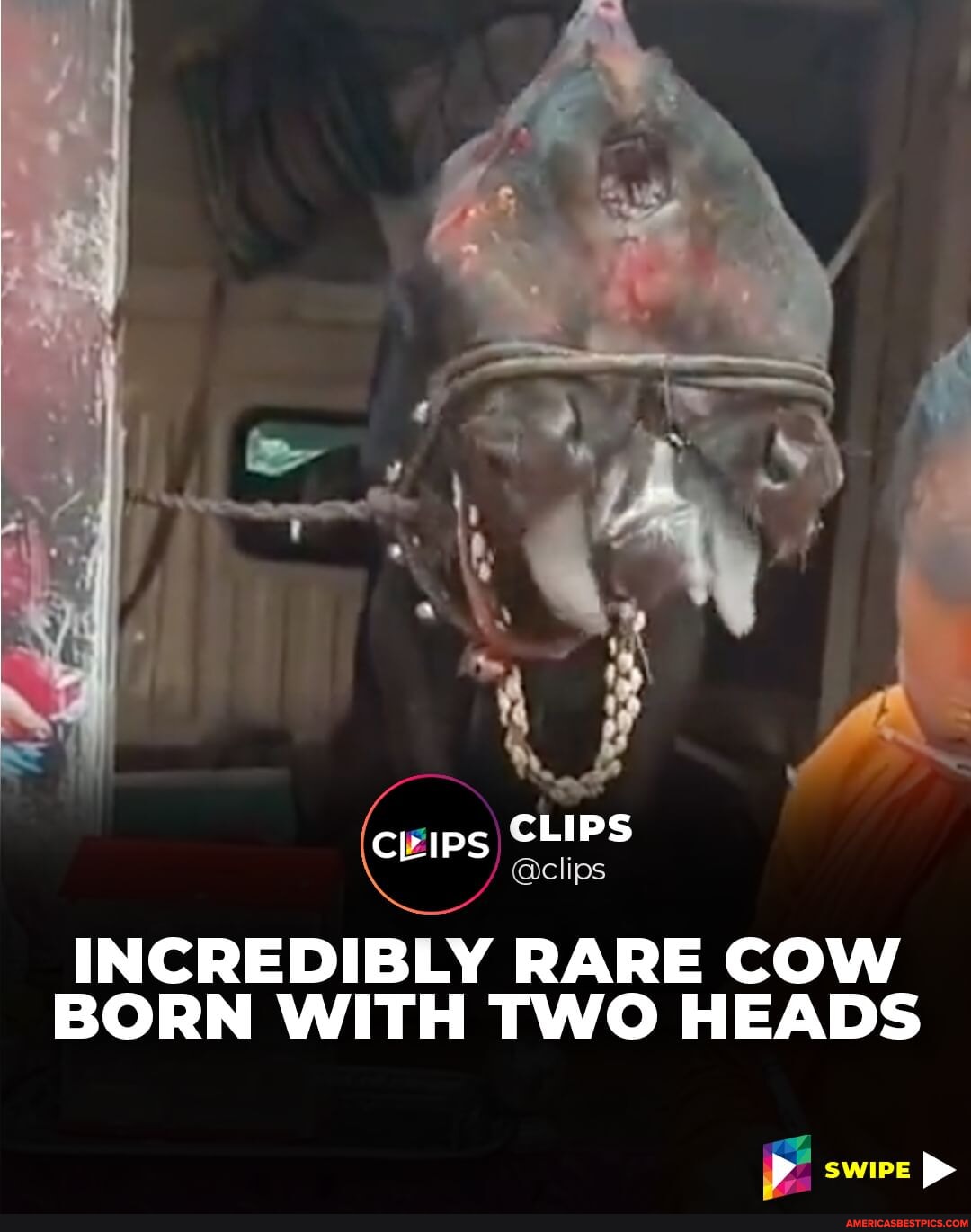 Polycephaly is the condition of having more than one head The term is ...