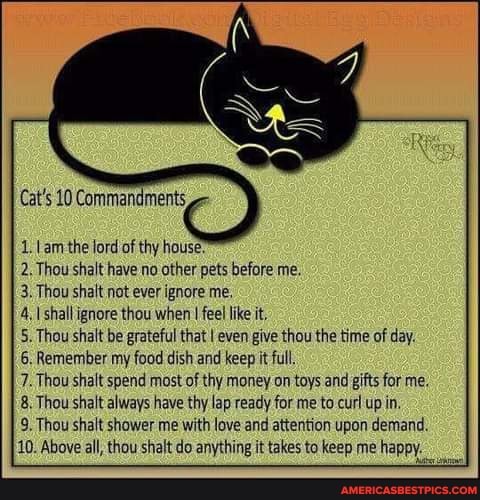 Cat's 10 Commandments am the lord of thy house. 2, Thou shalt have no ...