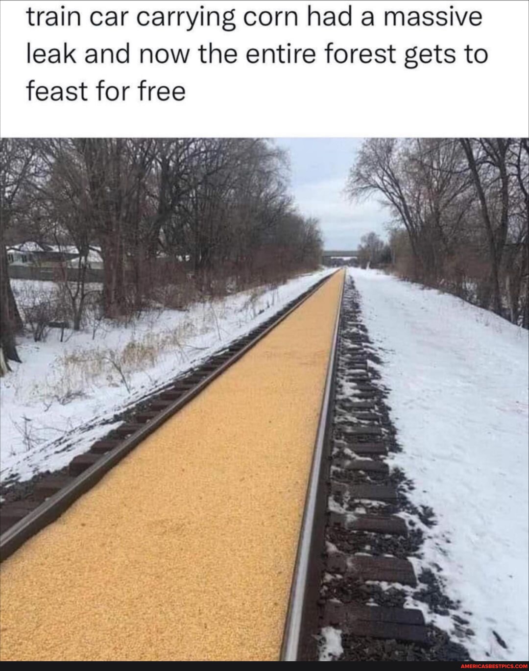 Train car carrying corn had massive leak and now the entire forest gets ...