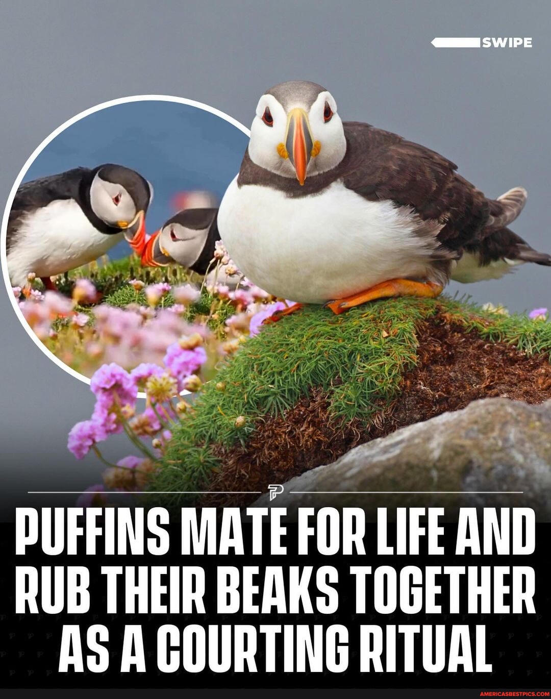 Puffins are known for their lifelong mating bonds, engaging in a ...