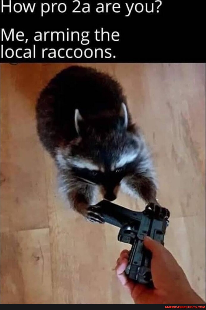 Ow pro are you: Me, arming the local raccoons. SS - America’s best pics ...