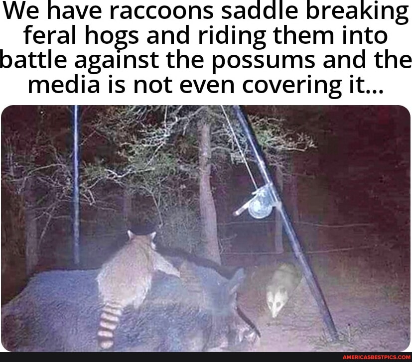 Feral hogs and riding them into battle against the possums and the ...