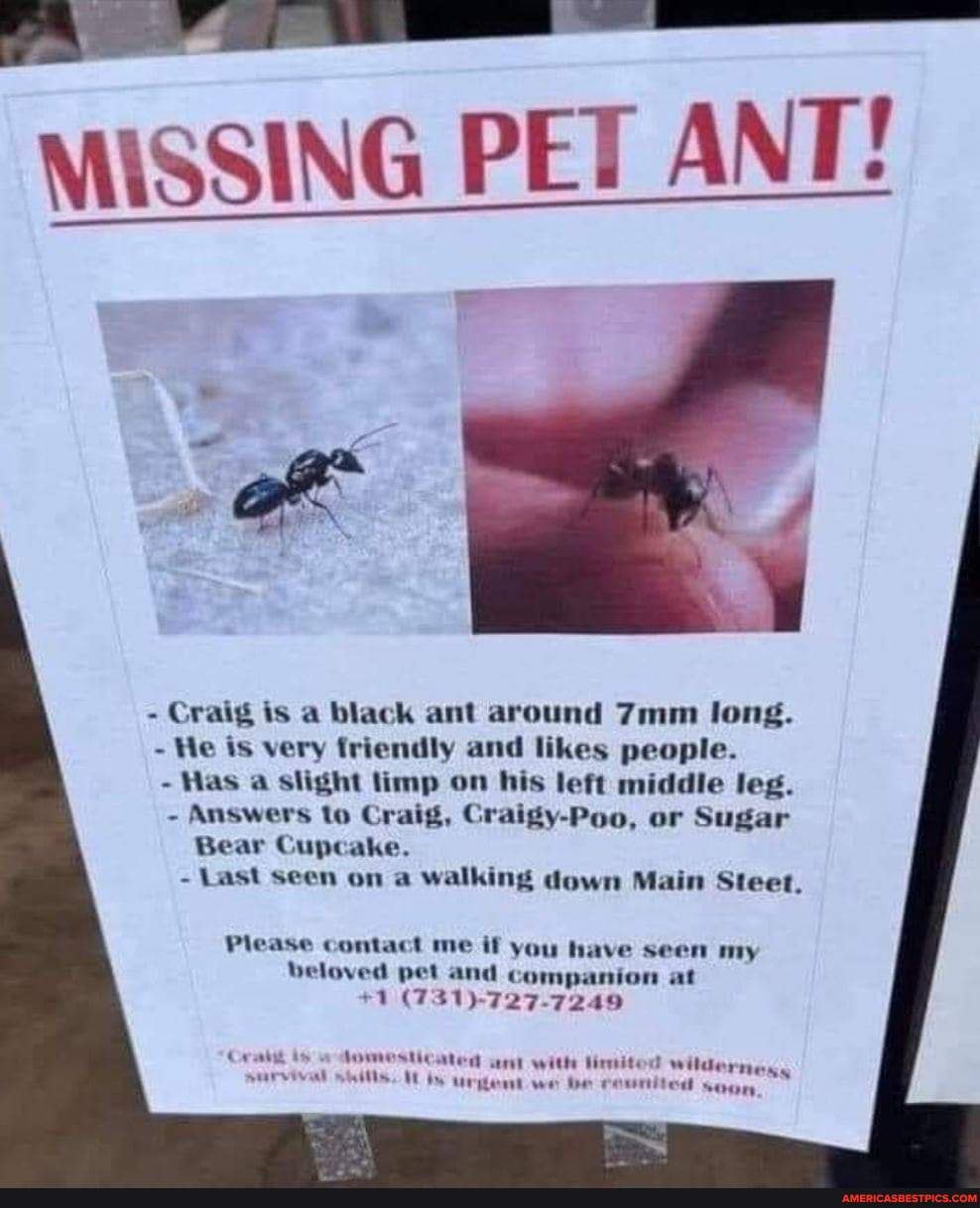 MISSING PET ANT! - Craig is a black ant around long. ~ He is very ...