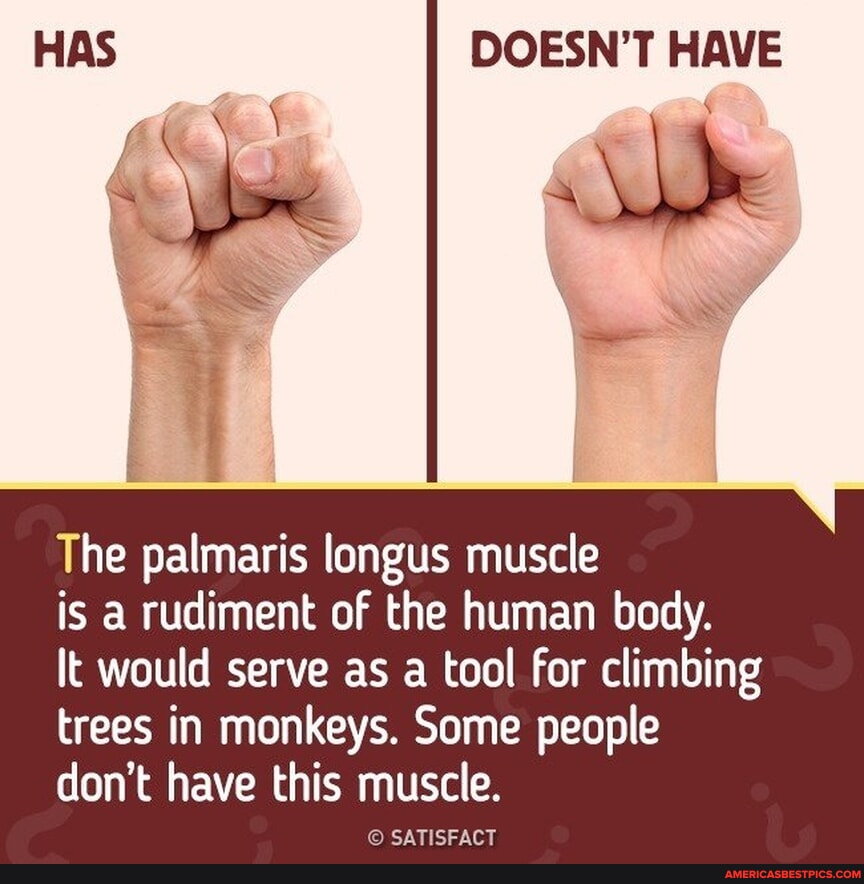 Do you have this muscle brightside learnwithinstagram didyouknow ...