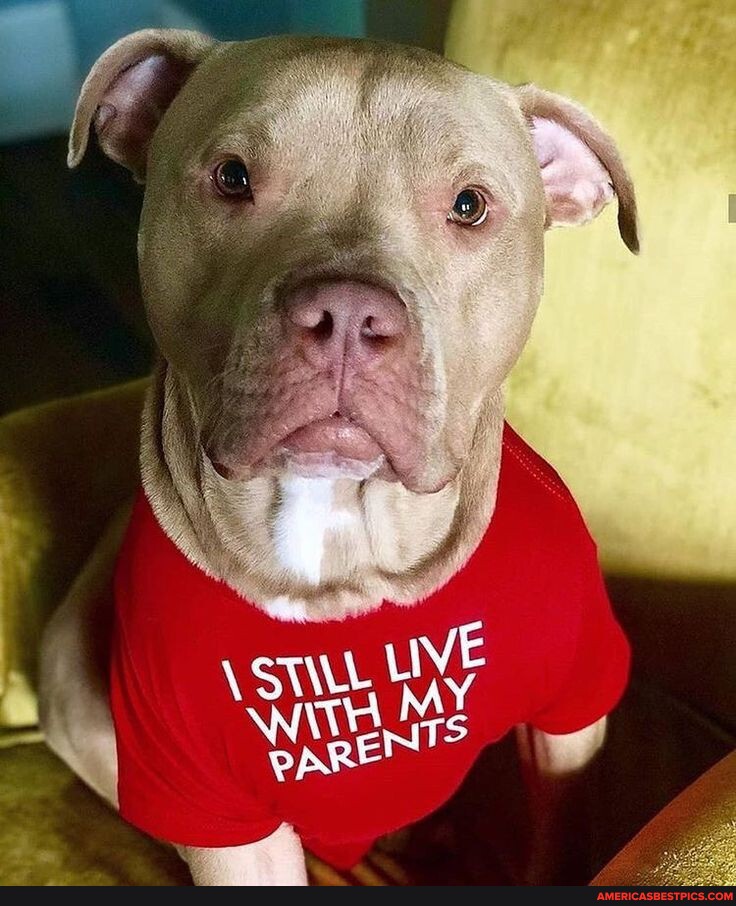 \sTi, LIVE Witt MY RENTS - America’s best pics and videos