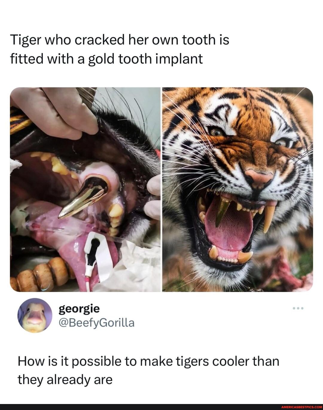 Thoughts? 🤔 - Tiger who cracked her own tooth is fitted with a gold ...