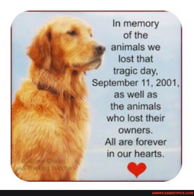 In memory of the animals we lost that tragic day, gt Chaw September 11 ...