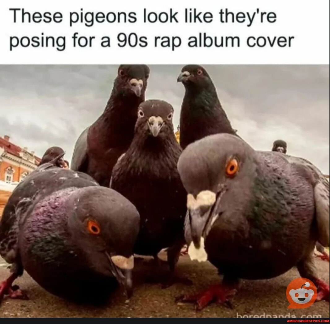 These pigeons look like they're posing for a rap album cover ...