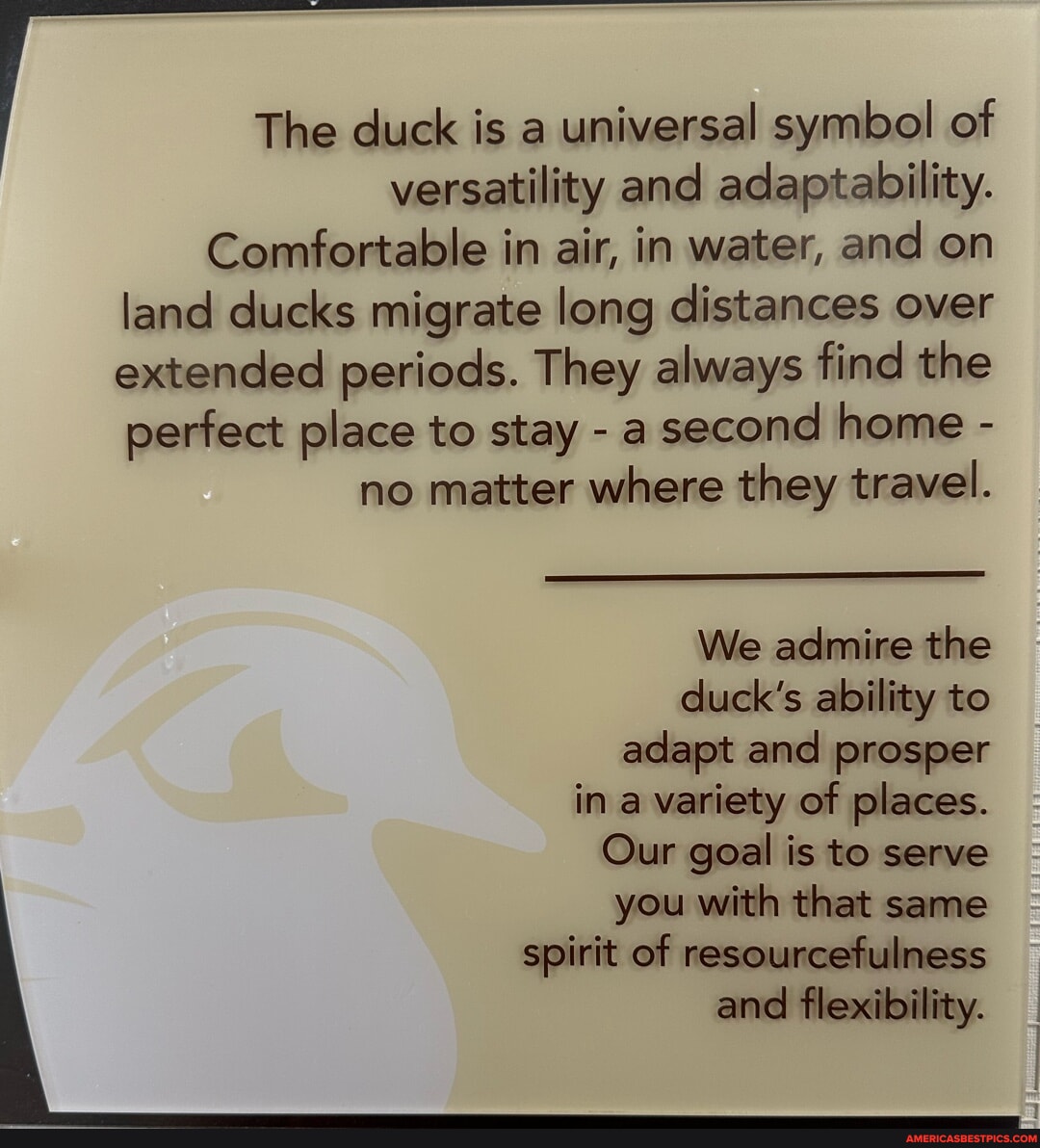 The duck is a universal symbol of versatility and adaptability ...