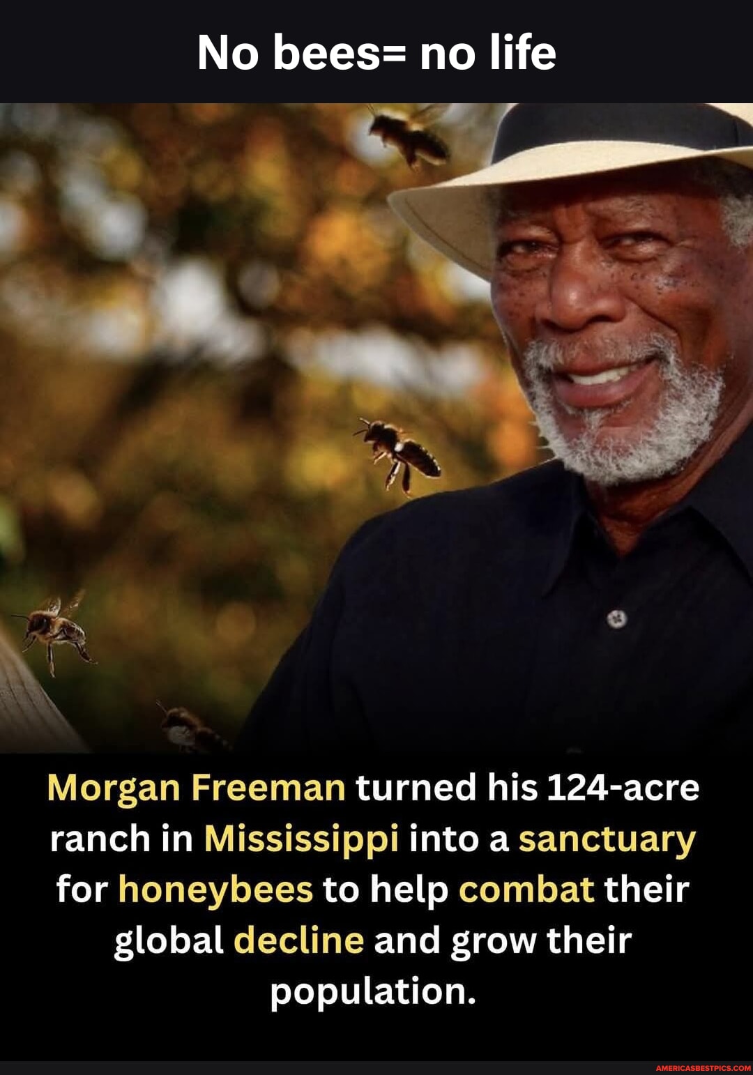 No bees= no life Morgan Freeman turned his 124-acre ranch in ...