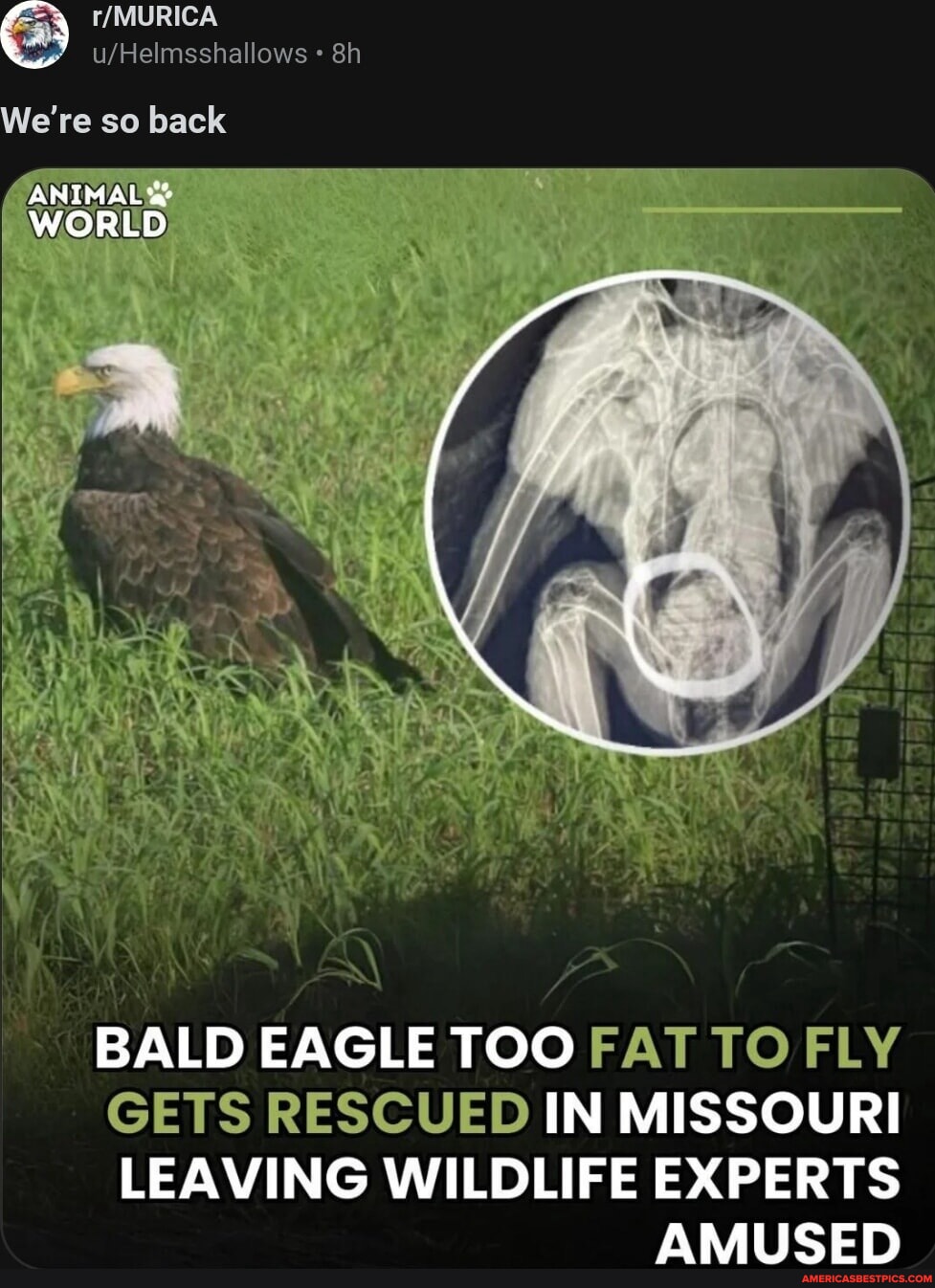 We're so back ANIMAL I WORLD BALD EAGLE TOO FAT TO FLY GETS RESCUED IN ...